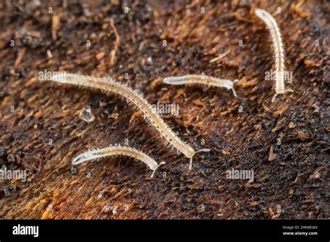 Snake Millipedes Under A Rotten Log Julidae Sp Stock Photo Alamy