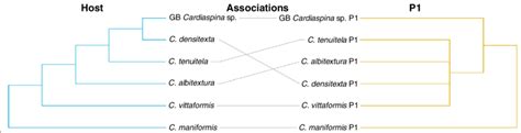 Tanglegram Of Concatenated Host Psyllid Coi 506 Bp Cytb 398 Bp Wg