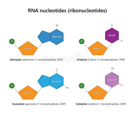 Ribonucleotides Stock Illustrations 2 Ribonucleotides Stock