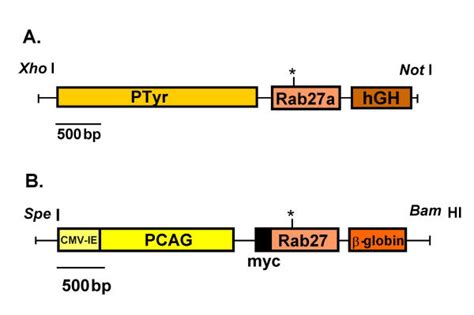 Organisation Of Transgenic Constructs Panel A Depicts The Download Scientific Diagram