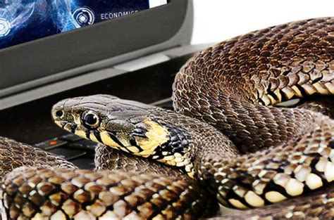New Snake Keylogger Infects Windows Using Autoit Freeware • The Register
