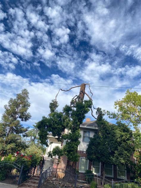 Funky Tree Outdoor Clouds Best