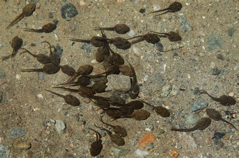 Recently Discovered Oldest Known Tapdole Fossil Sheds Light On Tadpole Recently Discovered Oldest Known Tapdole Fossil Sheds Light On Tadpole