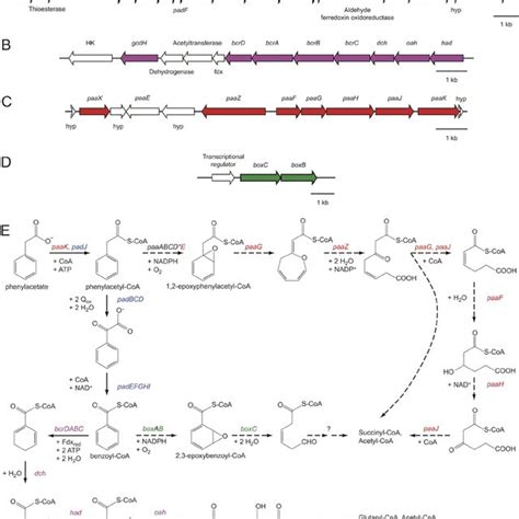 Genes And Pathways Of Phenylacetate And Benzoate Degradation In S