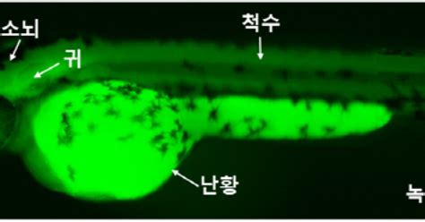 국내 연구진 눈에 안 보이는 초미세플라스틱 영향 밝혀냈다