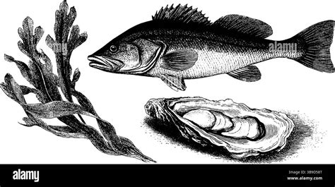 Engraved Illustration Of Cod Fish And Green Algae With Oyster For