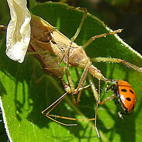 Leafhopper Assassin Bugs Zelus Renardii BugGuide Net