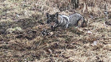 Coyote Trapping With Dirt Hole Sets YouTube