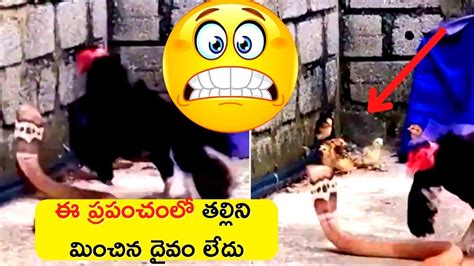 Big King Cobra Scary Video Hen Attacked King Cobra To Save Chickens