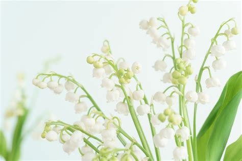 スズランの切り花には毒がある？長持ちさせる方法、特徴や花言葉も解説！【切り花図鑑】 練馬区平和台の花屋 Flower Shop Applaugh