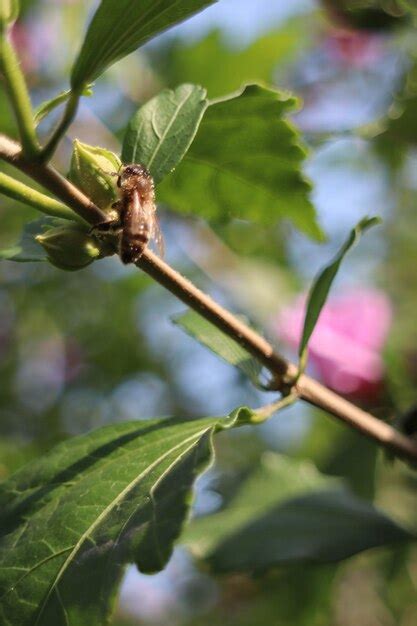 Premium Photo A Bug On A Leaf