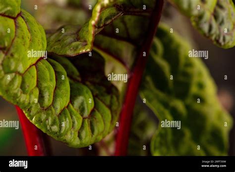 Macro Food Still Life Representation Of A Single Chard Leaf Showing Its