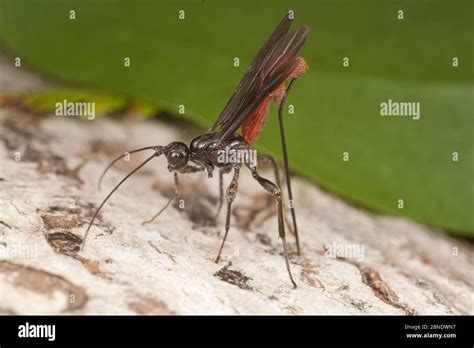 Brachonid Wasp Atanycolus Female Ovipositing In Beech Log New Jersey