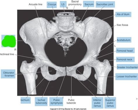 Cross Sectional Anatomy Pelvis Flashcards Quizlet