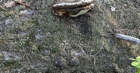 Ganodermataceae Album On Imgur