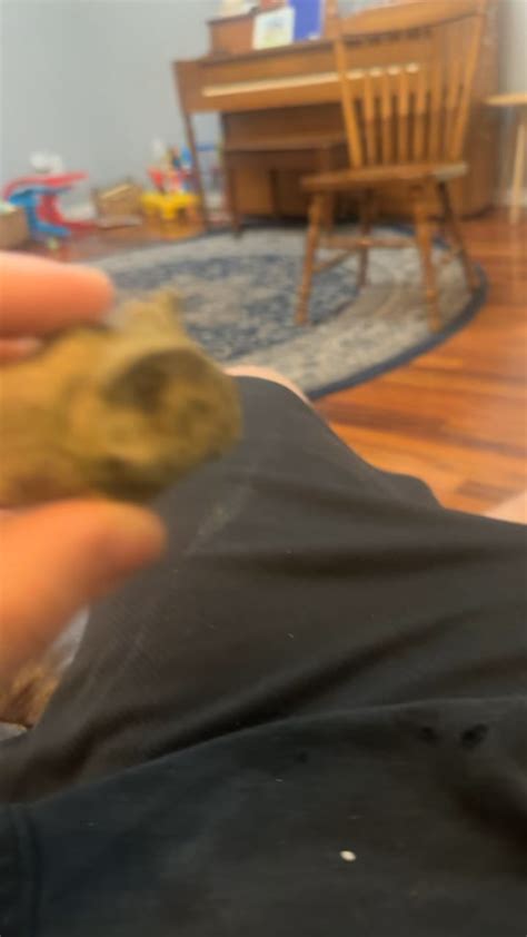 Does This Look Like A Fossil R Fossils