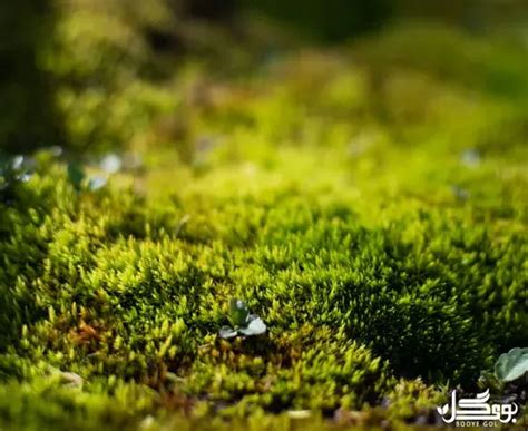 گیاهان آپارتمانی آموزشگاه هنری بوی گل گیاهان آپارتمانی