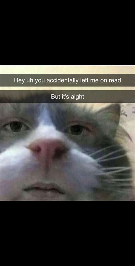 Funny Cat Meme Snap Memes Left Me On Open Reaction Pic Meme Just
