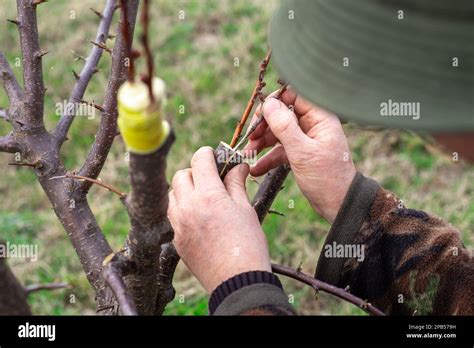 Taking Fruit Tree Cuttings At Sharon Cordero Blog