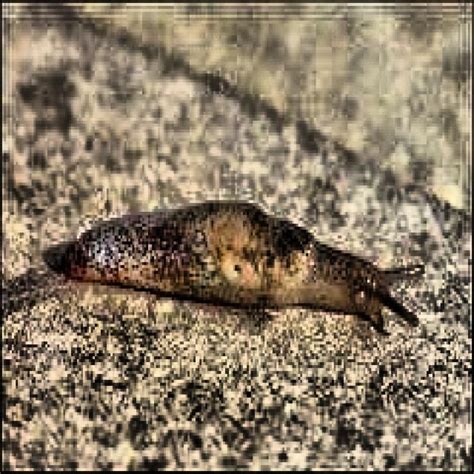 Final Model Object Detection Dataset By Vishan