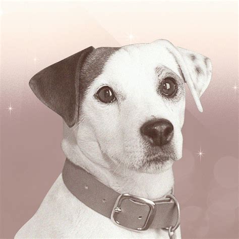 Wishbone
