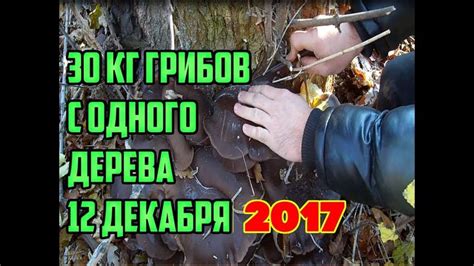 30 кг грибов с одного дерева Грибы в декабре Какие грибы растут