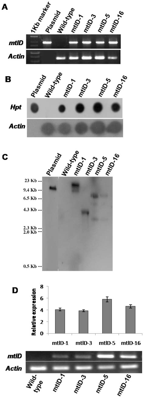 Molecular Characterization Of Finger Millet Transgenic Plants Download Scientific Diagram