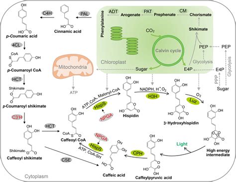 Integration Of The Fbp Into Plants Metabolic Pathways Proposed