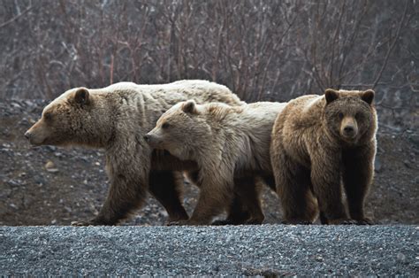 Elite Canadian Wolves Airdropped Into Michigan To Kill Moose And Have