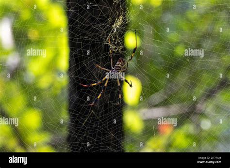 A Close Up Of A Joro Spider An Invasive Species Spreading To Georgia