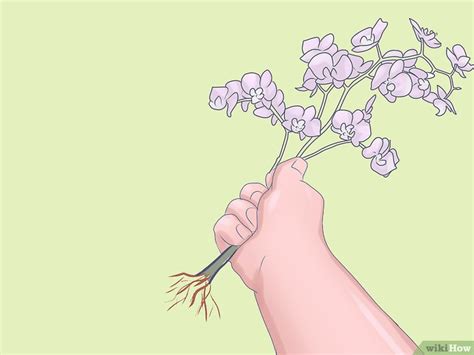 Como Cuidar de Mini Orquídeas Imagens wikiHow