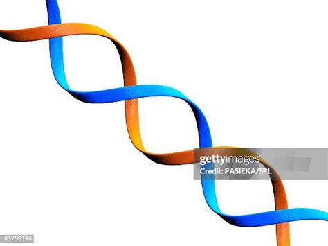 Dna Backbone Photos And Premium High Res Pictures Getty Images