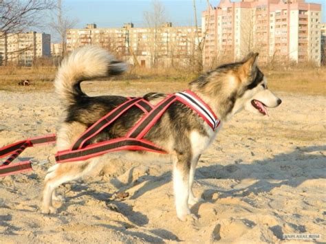 Шлейка для собак своими руками: выкройки, пошаговая инструкция, как ...