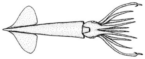 Belemnitida Kompaktlexikon Der Biologie