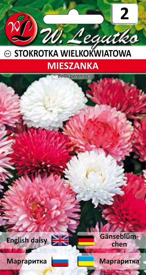 Stokrotka Pospolita Wielkokwiatowa Mieszanka 10 20 Cm Wlegutko Bricomarchepl
