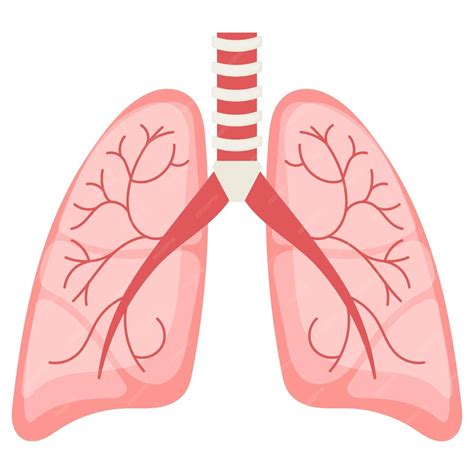 호흡기 시스템 벡터 디자인 장기 시스템 인체 해부학 인체 부품 인간 폐 개념 프리미엄 벡터