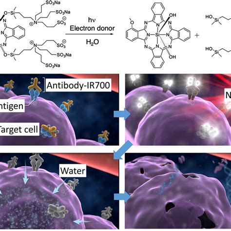 Various Cancers And Promising Targets For Nir Pit Download
