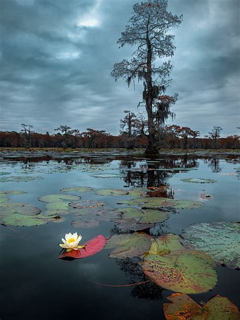 Surf Durranis Photography Of Big Cypress Bayous Forest