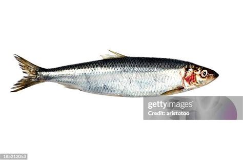 White Herring Photos And Premium High Res Pictures Getty Images
