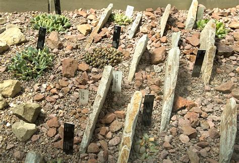 식물원 사막식물 6