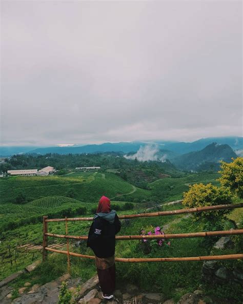 8 Kebun Teh Paling Indah Dan Instagramable Cuma Ada Di Indonesia