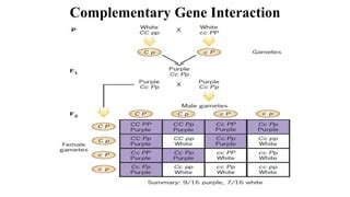 Gene Interactions Ppt