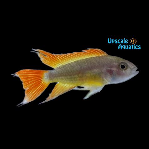 Orange Flash Apisto Cacatuoides Apistogramma Cacatuoides Orange Flas
