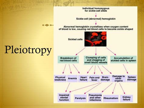 Ppt Genetics Powerpoint Presentation Free Download Id2014119