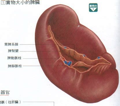 2脾臟保護 穴道經絡acupuncture study udn部落格