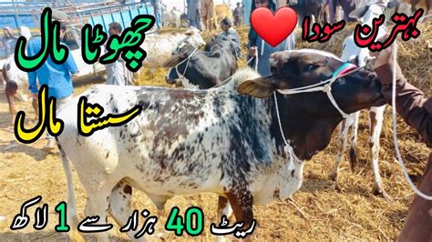 Sirf 40k Me Qurbani Wala Maal ️ Cattle Rates Updates Cow Mandi 2023