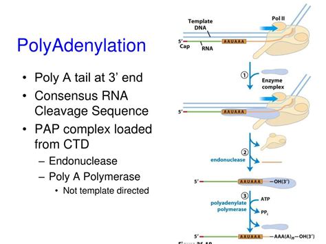 Ppt Chapter 26 Rna Metabolism Powerpoint Presentation Free Download Id 516559