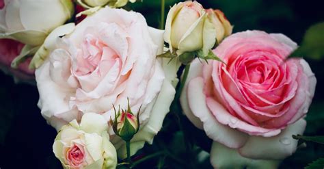 집 밖의 개화 고요함 관목 꽃 꽃꽂이 꽃무늬 꽃봉오리 꽃이 만개한 꽃이 피는 꽃잎 낭만적인 로맨스 무성한 봄 부드러운 빛 부드러운 색조