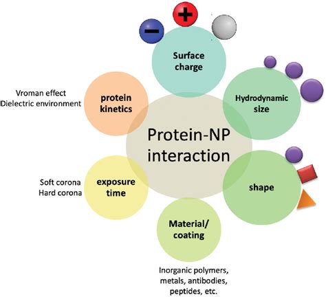Biophysicochemical Properties Influencing Nanoparticle Protein