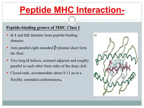 MHC Major Histocompatibility Complex PPTX Genetics Science